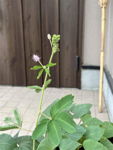 雑記 710 オジキソウ開花yayayasu