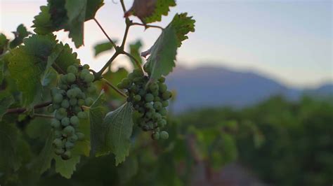 Epi Use On Linkedin Epi Use Labs Upgrades Sap Environment Hosting And Basis Support For Wine