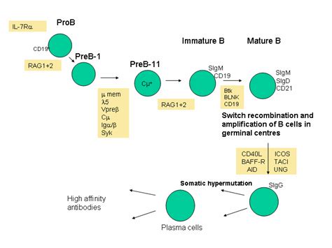 B Cell Maturationdifferentiation To A High Affinity Igg Secreting