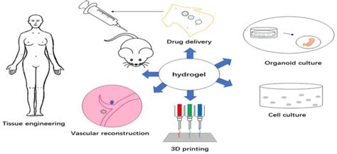 Research Progress In Decellularized Extracellular Matrix Derived Hydrogels Pmc