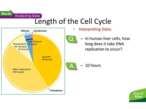 PPT Length Of The Cell Cycle PowerPoint Presentation Free Download ID 2705573
