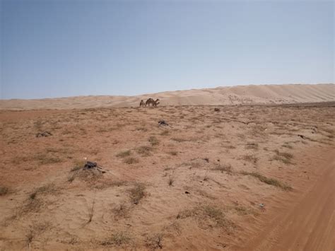 Polycarpaea Repens Forssk Asch Et Schweinf Plevucha Botany Cz