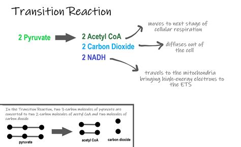 410 Cellular Respiration Human Biology