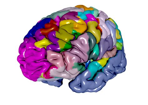 New Release Of The Julich Brain Atlas Adds 52 New Maps Jülich Brain Atlas