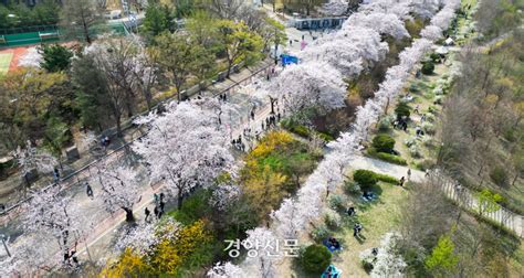 봄봄봄 봄이 왔어요 …여의도 벚꽃 절정[정동길 옆 사진관] 네이트 뉴스