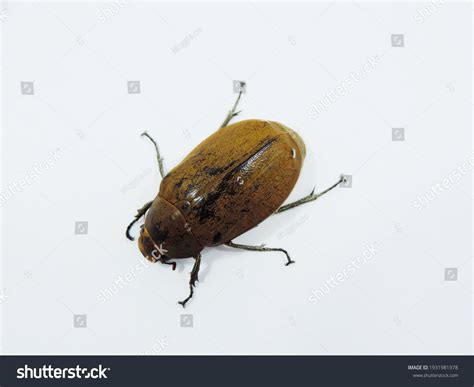 Brown Beetles Insects