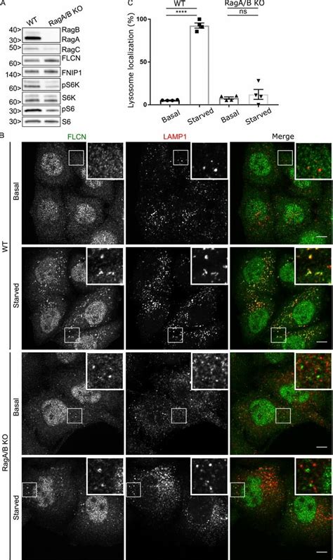 Raga And Ragb Are Essential For Starvation Dependent Recruitment Of Download Scientific Diagram