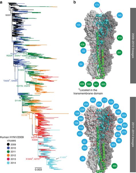 Evolution Of Human H1n12009 Viruses And Structural Mapping Of Download Scientific Diagram