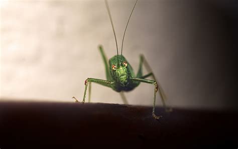 Grasshopper Insect Antennae Free Photo On Pixabay Pixabay