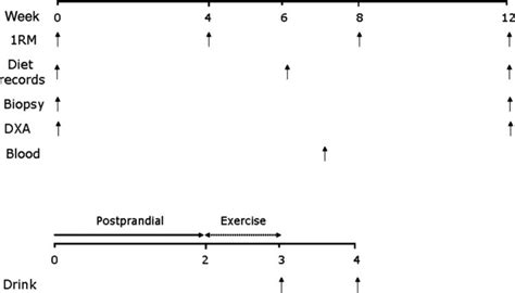 Schematic Representations Of The Study Protocol Including Variables Download Scientific