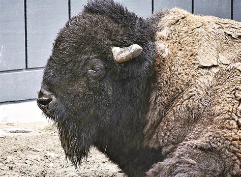 生きもの大好き アメリカバイソン 山陰中央新報デジタル
