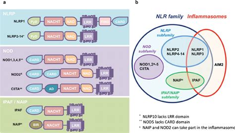 Nlrs And Inflammasomes A Schematic Representation Of Human Nlr