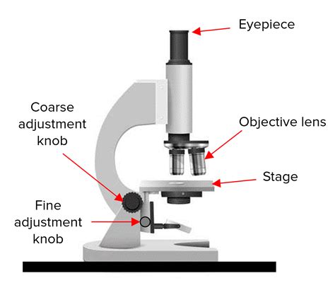 Microscopy Questions And Revision Mme