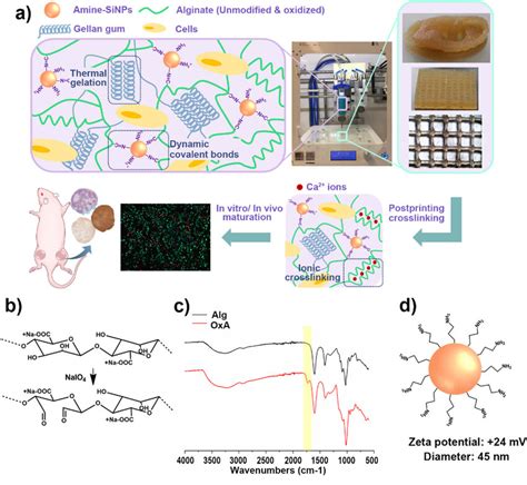 A Schematic Presentation Of The Nanocomposite Bioink Based On Dynamic Download Scientific