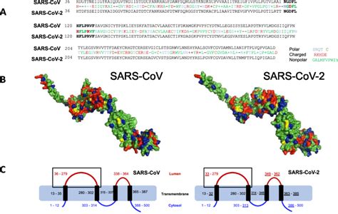 Overview And Homology Of Sars Nsp4s A Sequence Alignment Of Sars Cov