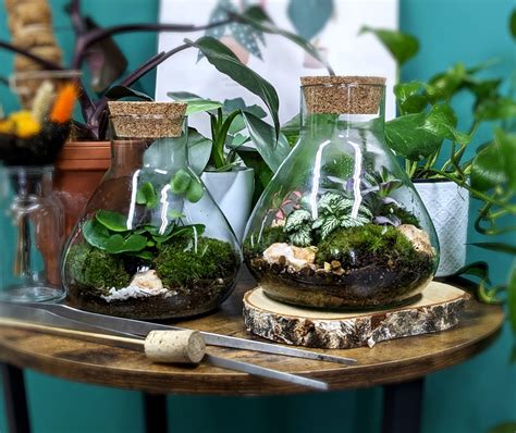 Diy Mini Conical Terrarium Kit Diy Terrariums