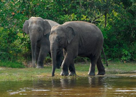 Rainforest Trust Saves Rainforests Donate Now Rainforest Trust