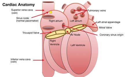 Atrial Flutter Ablation Bayside Heart