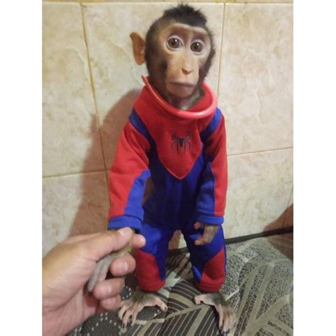 Harga Monpai Terbaru Nov 2025 Biggo Indonesia