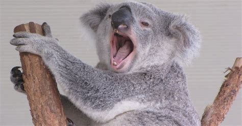 Koala Teeth Everything You Need To Know A Z Animals