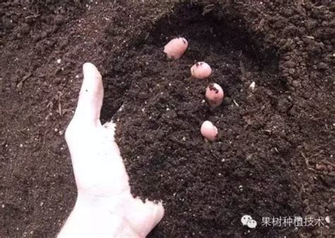 因土施肥的三个简单方法 果树种植技术 新农资360网土壤改良果树种植蔬菜种植种植示范田品牌展播农资微专栏
