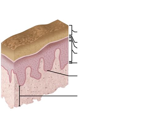 Integumentary System Labelling Diagram Quizlet Integumentary System Labelling Diagram Quizlet