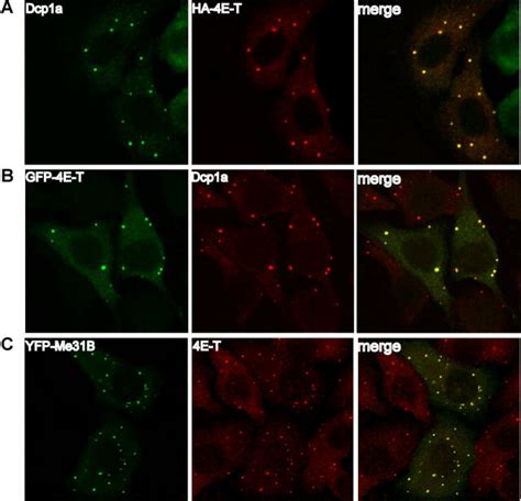 4e T Colocalizes With Decapping Factors In P Bodies A And B Download Scientific Diagram