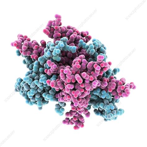 Single Stranded Dna Binding Protein Stock Image C0162675 Science