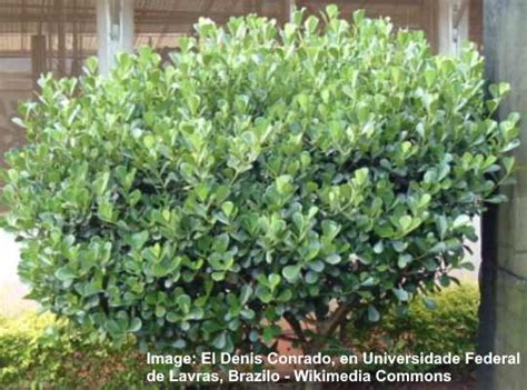 17 Florida Hedge Plants With Pictures Identification Guide