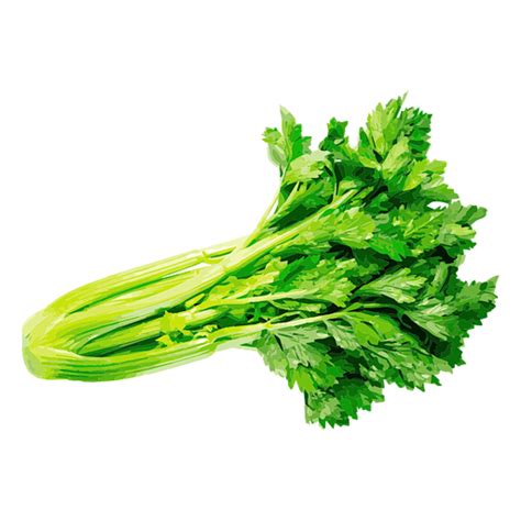 Celery Png 花瓣网