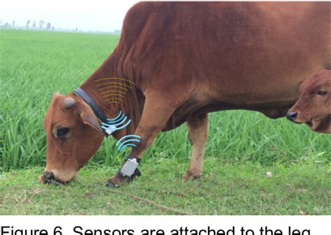 Figure 6 From Low Cost Iot Based System To Monitor Cows Behavior