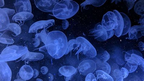 Writing A Genetic Algorithm Implementation Code In Python So You Dont Have To By Meerab