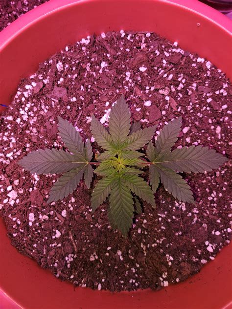 First Time Grower Im Having Trouble This Is A Month And A Half Into Growth I Think It Looks Very