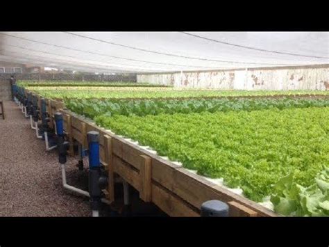 How To The RECIRCULATING DWC System Aquaponics Hydroponics System Hydroponics Diy