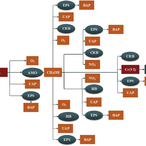 The Electron Flow In Microbial Processes Considered In This Model