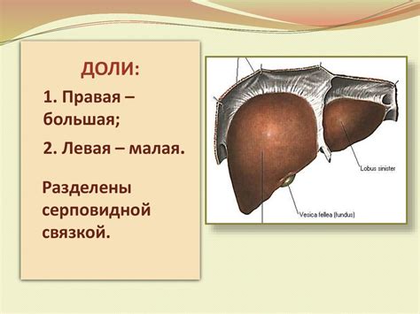 Печень Желчный пузырь презентация онлайн