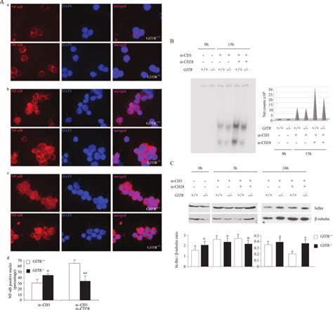 Lower Level Of Nf B Activation In Coactivated Gitr Cd8 T Lymphocytes Download Scientific