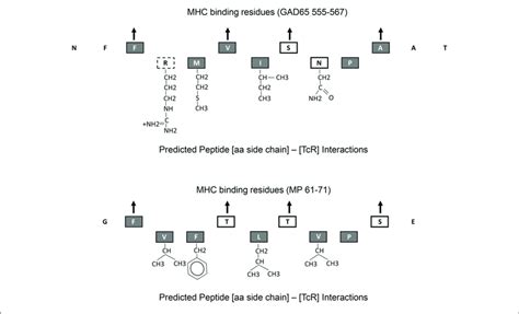 Predicted Mhc Binding And Tcr Interacting Amino Acid Residues Within