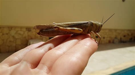 Grasshopper Breathing Abdomen Muscle Pumping Youtube