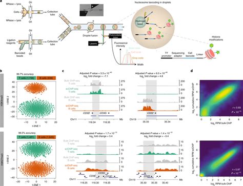 Reconstructing Cell Type Specific Chromatin States From Single Cell