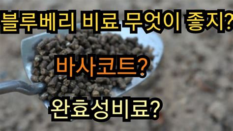 블루베리 재배 비료선택하기바사코트속효성비료완효성비료 블루베리재배 노하우 Youtube