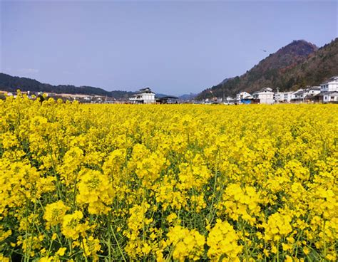 贵州省平塘县京舟村贫困村变示范村 新华网