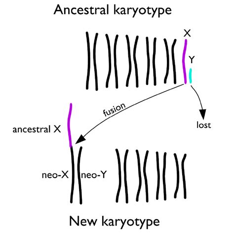 Evolutionary Biologist To Study Chromosome Evolution And The Consequences Of Sex Chromosome Evolutionary Biologist To Study Chromosome Evolution And The Consequences Of Sex Chromosome