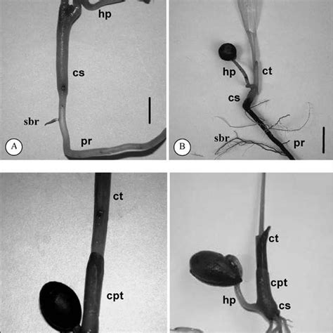 PDF Morphology And Anatomy Of Palm Seedlings