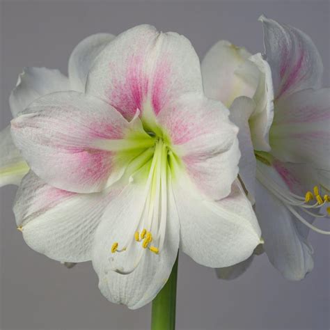 Rosy Star Amaryllis Bulbs | Wholesale Pricing | Colorblends®