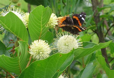 Buttonbush A Pollinators Favorite Panhandle Outdoors