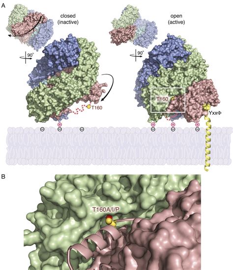 Figures And Data In The Membrane Associated Proteins Fcho And Sgip Are Allosteric Activators Of