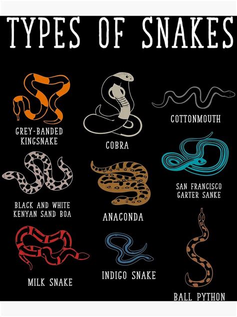 Types Of Snakes Snake Cobra Python Anaconda Poster For Sale By