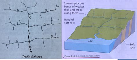 Differentiate Between Dendritic And Trellis Drainage Pattern With Examples At Cooper Mcguigan Blog