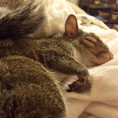 Sleeping Squirrel In Cozy Human Bed